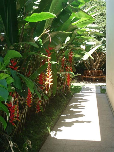 Plantas Para Jardim Conheça Espécies Tipos E 60 Fotos De Plantas