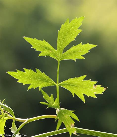 Berula Erecta • Floraveg Eu