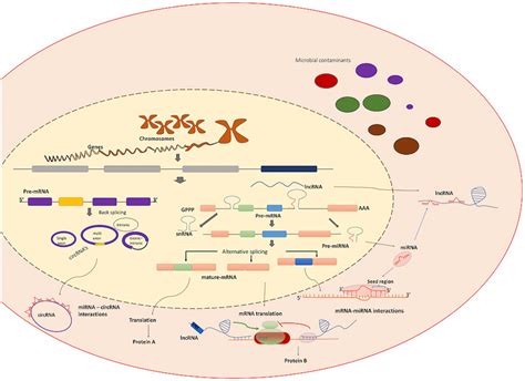 Overview Of Transcriptomics Products And Biomolecules Interaction