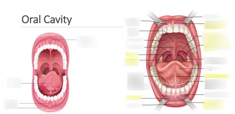 Diagram Of Oral Cavity Quizlet