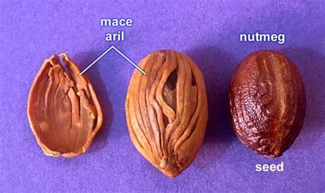 Nutmeg Mace