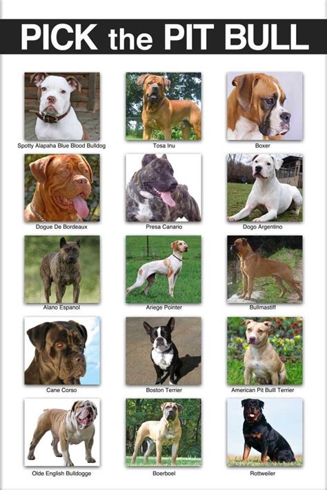 What Are The Different Types Of Pitbulls