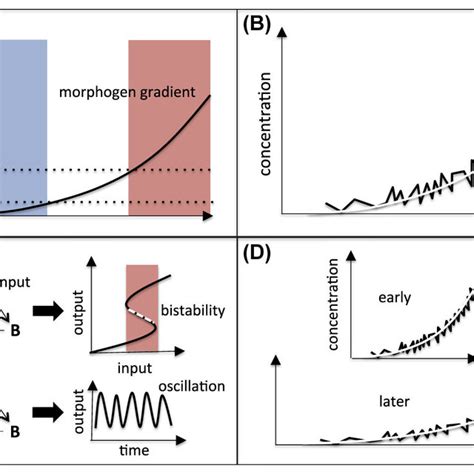 Visualizing The Retinoic Acid Ra Morphogen Gradient Download