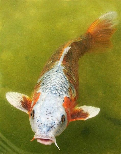 Pin By Laurie Herndon On Animals Japanese Koi Koi Carp Fish Koi