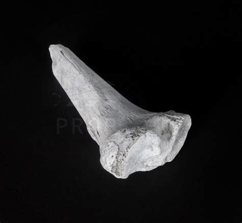 Bones Jared Booth Tibia Bone S11e01 135 Tv159 Sold