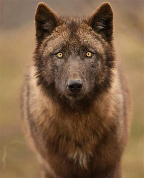 The World Of Wolves Evan Kokoskas Captivating Photo Tier Wolf Wolf