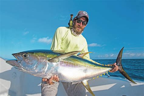 Yellowfin Tuna The Swift And Versatile Predator Of The Seas