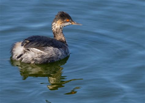 Eared Grebe Birdforum