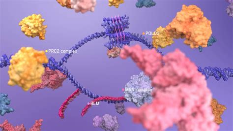 Loss Of Telomere G Quadruplex Dynamicity And The Induction Of