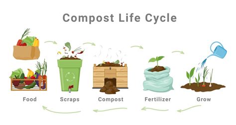Compost Life Cycle Infographic Royalty Free Vector Image