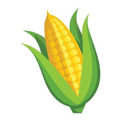 Detailed Corn Graphic Illustration White Background 50575695 Vector