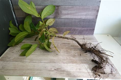 Cherry Laurel Sapling Showing Its Roots On Rustic Wooden Table Stock