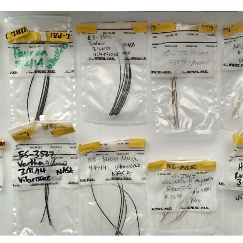 Pdf Characterization Of Seal Whisker Morphology Implications For