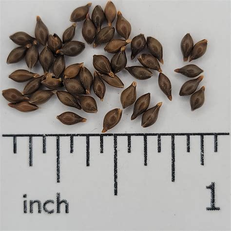 Indian Rice Grass Seeds