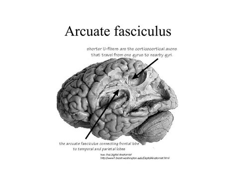 Ppt Lateralization Of Language Ch16 Contd And Biopsychology Of