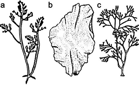 General Morphology Of Targeted Macroalgae A Chondracanthus Download Scientific Diagram