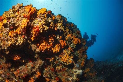 The Worlds Most Colorful Coral Reefs