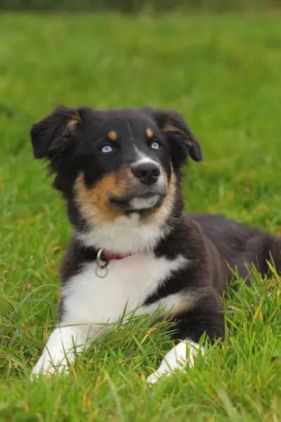 Black Tri Australian Shepherd