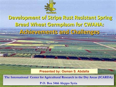 Development Of Stripe Rust Resistant Spring Bread Wheat Germplasm For