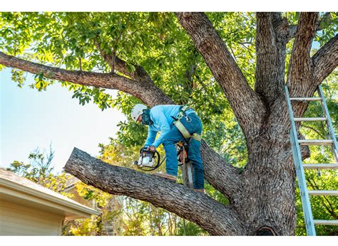 Tree Scouts Tree Service Leander Texas Treecarehq