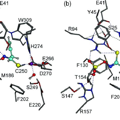 Different Docking Positions Of Allylglucosinolate Aglucone Into Tatfp