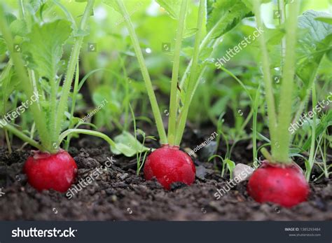 Radish Plant Images