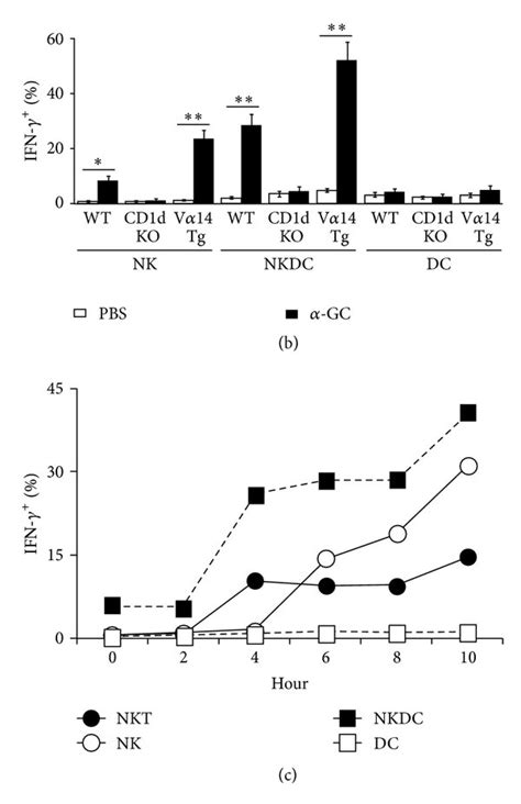 Nkdcs Produce Ifn γ In The Presence Of Nkt Cells Following α Gc Download Scientific Diagram