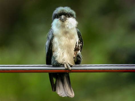 Philippine Falconet Ebird