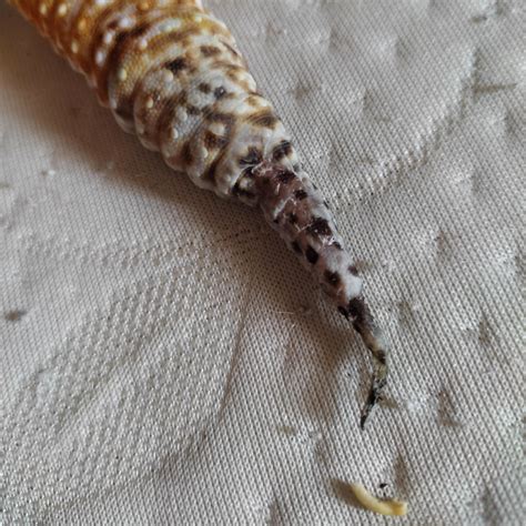 Dealing With Crested Gecko Tail Rot A Comprehensive Guide
