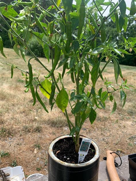 Mislabeled Plant When Purchased Dining And Cooking