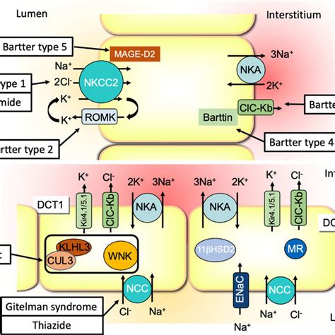 A Schematic Representation Of An Epithelial Cell Of The Thick