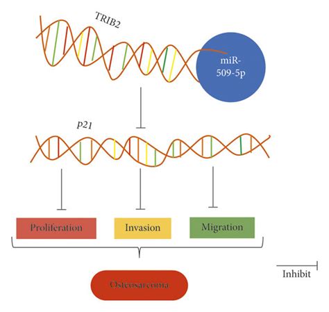 The Mir 509 5p Hypothesis Mir 509 5p Binding To The 3′ Utr Region Of