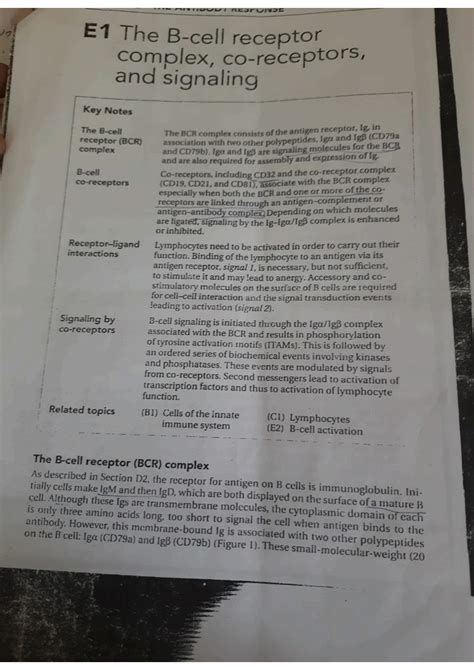 Solution The B Cell Receptor Complex Coreceptors And Signalling