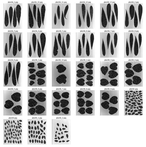 Harnessing Image Processing In Machine Learning A Leaf Classification Model By Ching Albao