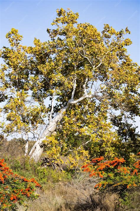 Premium Photo Western Sycamore Tree Platanus Racemosa Sycamore Grove