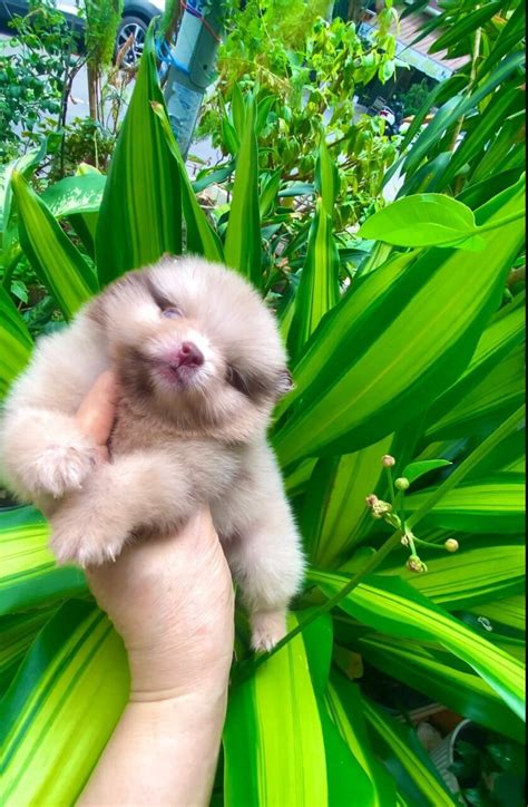 Phốc Sóc Pom Mặt Gấu D019 Mập Pet House