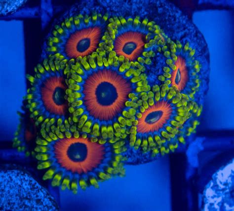 Top 20 Favorite Zoas Reef2reef Top 20 Favorite Zoas Reef2reef
