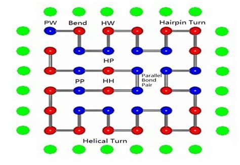 a compact hp model of protein with water surrounded on a square