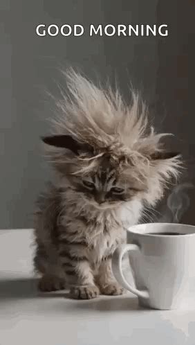  Bon Matin Tenor