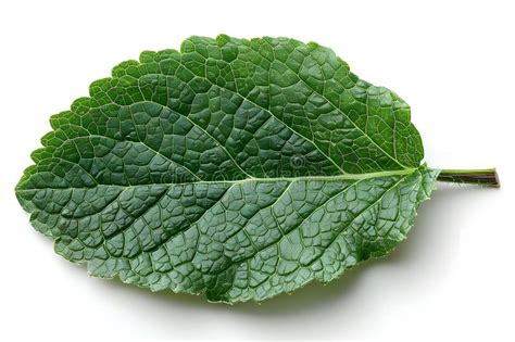 Detailed Texture Of A Green Leaf For Nature And Botany Projects