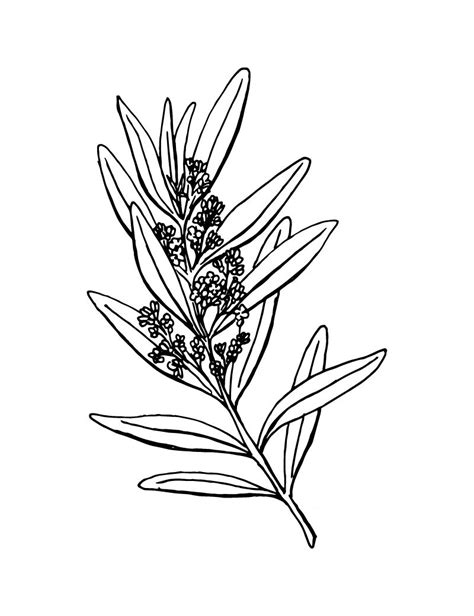 Bach Flowers — Wishcraft Apothecary Herb Tattoo Bach Flowers Flower