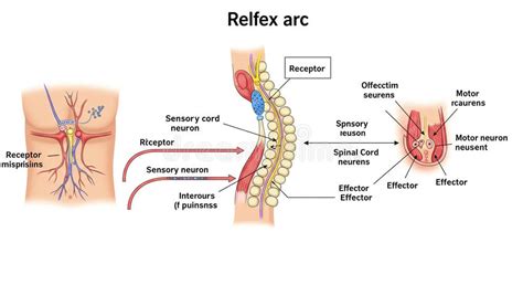 Illustration Of A Reflex Arc Depicting The Neural Pathway For Reflex