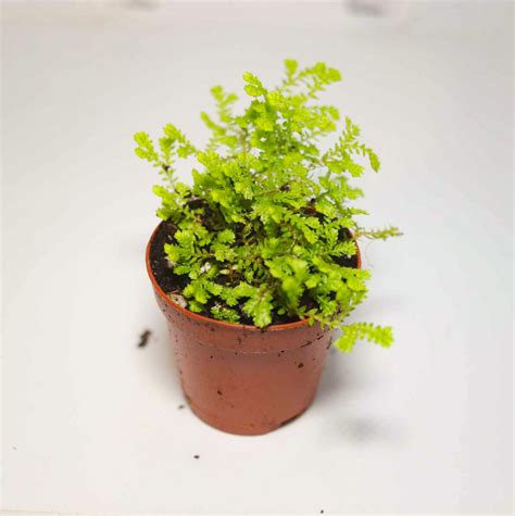 Gold Tip Spike Moss Selaginella Kraussiana Aurea Dakotah Blue Exotics