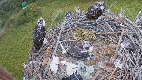 Remote Camera Gives Live View In To Rare Osprey Nest In The Niagara Region Canada Digital