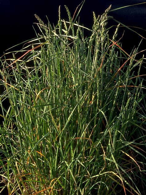 Orchardgrass Dactylis Glomerata