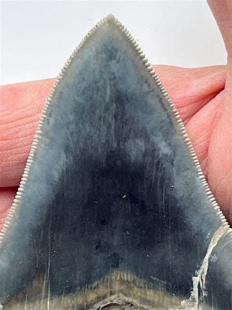 Megalodon Tand 10 4 Cm Fossiele Tand Carcharocles Megalodon Catawiki