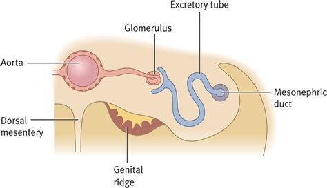 Urogenital Sinus Embryology