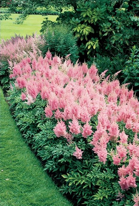 rosa blühende schattenpflanzen | Schattenpflanzen, Blühende ...