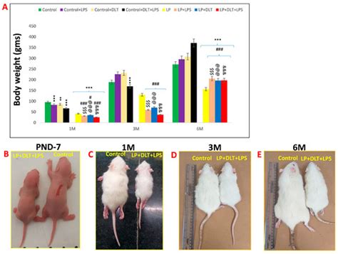 Brain Sciences Special Issue Vulnerability And Adaptation In Brain