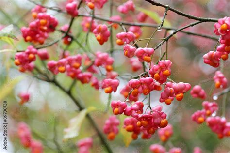 Euonymus Europaeus Known As Spindle And Also As European Spindle And